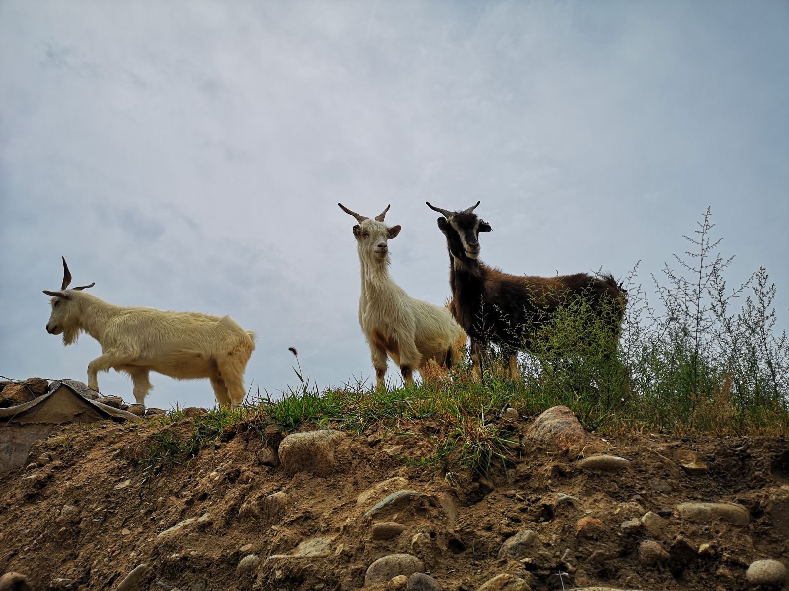 The History of Cashmere Wool - Kashmir to Cashmere