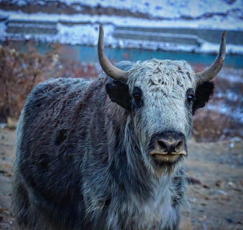 Yak Wool Vs Cashmere | Différence Entre Cachemire Et Yak – PZWK